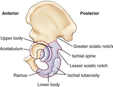 Textbook Of Radiographic Positioning And Related Anatomy