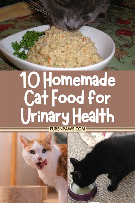 10 Homemade Cat Food For Urinary Health Easy Recipes