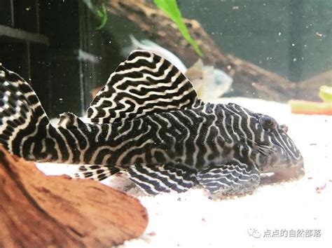 关于 清道夫” 我们的误解有点多 每日头条