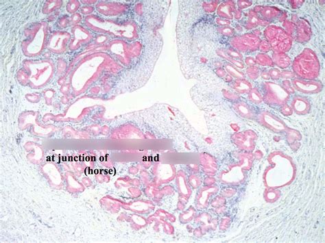Histo Urinary Diagram Quizlet