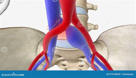 Fig 618 Iliac Artery And Its Branches Vintage Engraving Vector