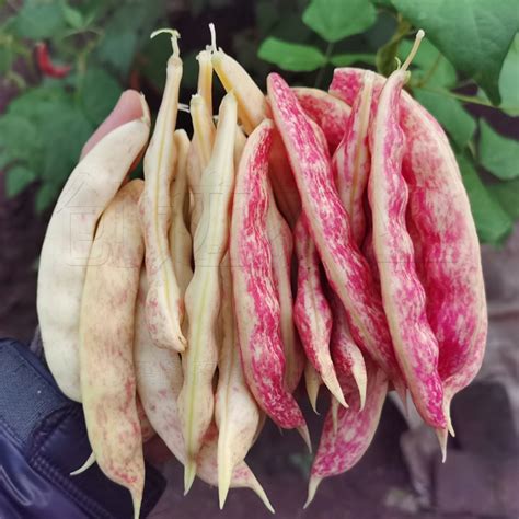 东北油豆种子一点红将军王油豆角种籽农家扁豆种四季种植蔬菜种孑 虎窝淘