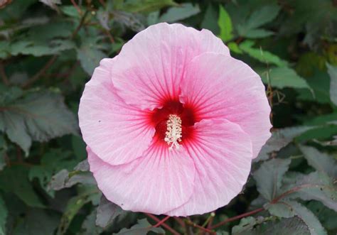 21 Perennial Hibiscus Varieties And Growing Guide