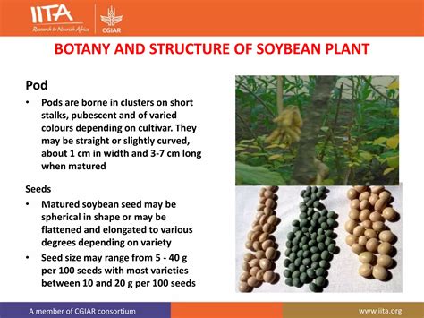 Morphology And Physiology Of Soybean Pptx