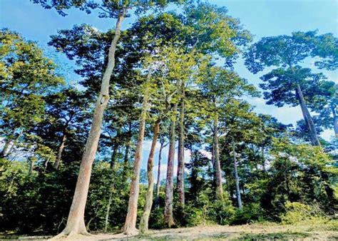 Assam State Symbol And Their Names Assam Today