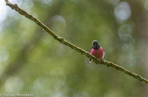 Paying Ready Attention Photo Gallery 546 Wild Bird Wednesday Pink
