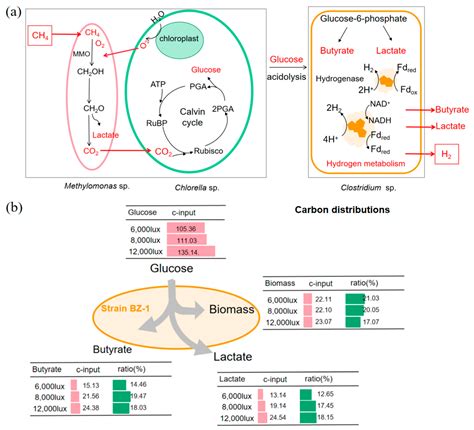 Biohydrogen Production From Methane Derived Biomass Of Methanotroph And