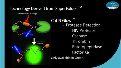 Superfolder Gfp And Split Gfp Sandia Biotech Protein Folding Assay Protein Analysis Webinar