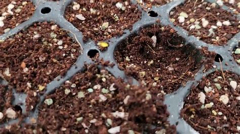 230212일 첫날파종한 고추종자뿌리가잘잘라고있습니다 야밤도둑쥐출현 경남거창군가조면장기리 손범규농합육묘장 농우바이오거창대리점 손범규관리 고추묘종 Youtube