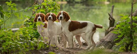 Ирландский красно белый сеттер Красно пегие всего мира