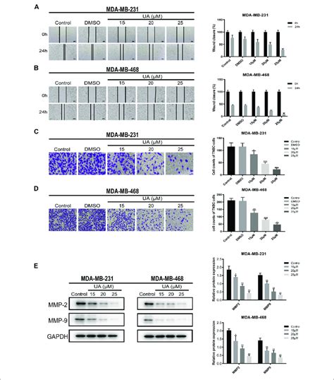 Ua Inhibits The Migration And Invasion Of Mda Mb 231 And Mda Mb 468