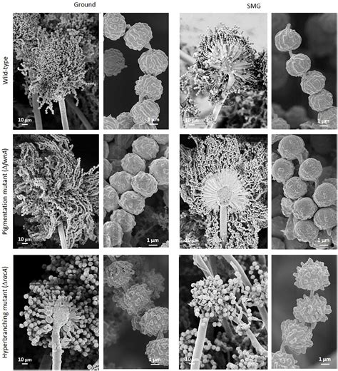 Aspergillus Niger Morphology