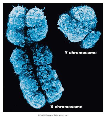 Day Sex Linked Genes And Incomplete Dominance David Bird Science