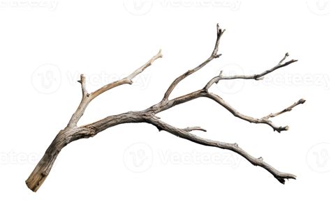 Isolated Bare Tree Branch With Multiple Sub Branches On Transparent Background Perfect For