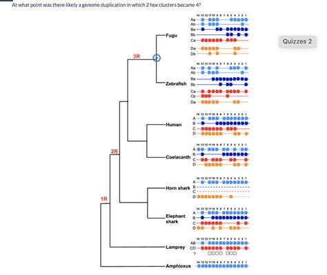 Solved At What Point Was There Likely A Genome Duplication
