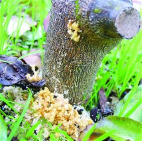 RNZIH Plant Doctor Tree Borer