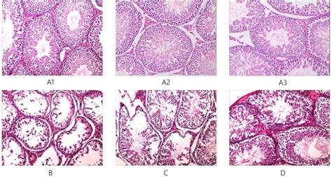 He Staining Of Testis Tissue Of Each Group Of Rats × 100 Note Group