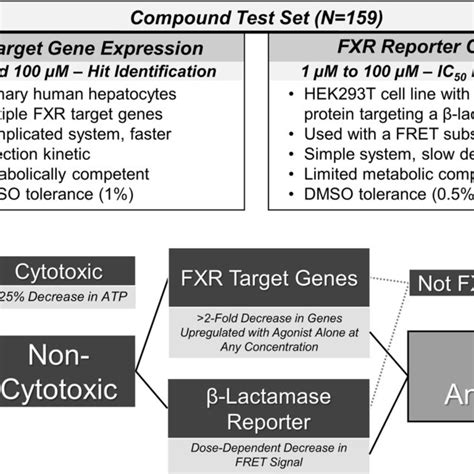 Schematic Of The Orthogonal Approach Used To Assess The Prevalence Of