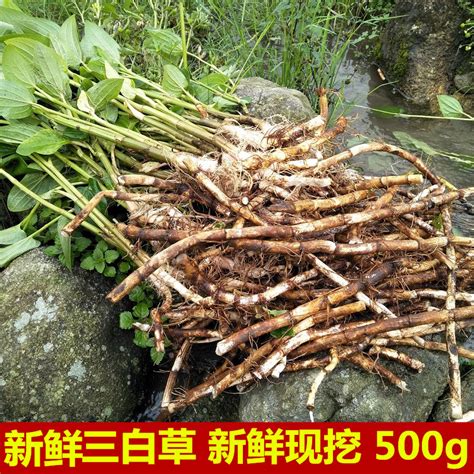 白草根 白茅草根 伤感说说吧