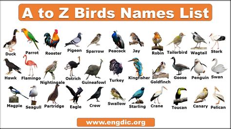 50 Fruits Name List With Pictures Engdic Birds Name List Name List