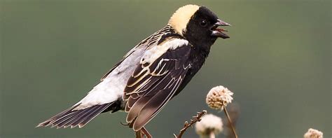 The Bobolink Project Audubon Vermont The Bobolink Project Audubon Vermont