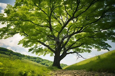 青空白云下的一棵大树高清图片下载 正版图片600905961 摄图网