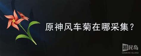 原神风车菊在哪采集？风车菊采集地点以及路线 游民岛