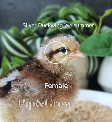 Silver Duckwing Welsummer Sexing Tips Pip And Grow