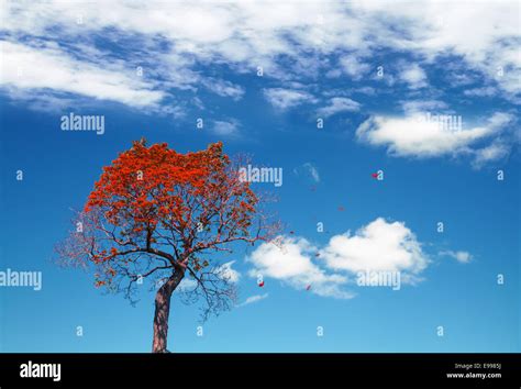 Autumnal Abstract Background With Red Leaves Falling From Small Tree