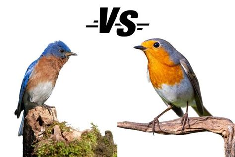 Blue Jay Vs Bluebird 2023 How To Tell The Difference