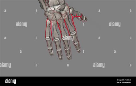 The First Dorsal Metacarpal Artery Which Arises Directly From The Deep Branch Of The Radial