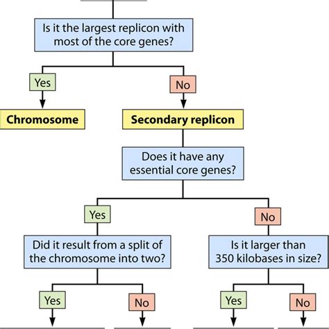 Pdf The Divided Bacterial Genome Structure Function And Evolution