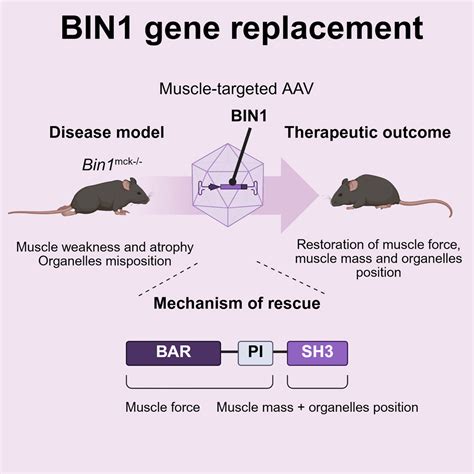 Bin1 Gene Replacement Reverses Bin1 Related Centronuclear Myopathy