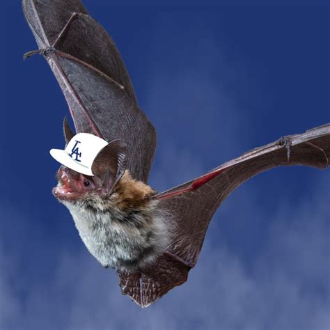 The Wild Where To Find L A Bats Los Angeles Times