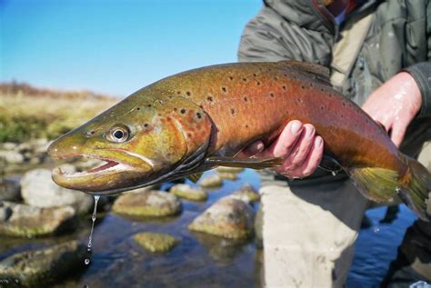 Trout Porn Daily Sex Book