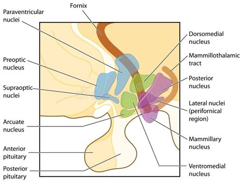 Hypothalamic Nuclei