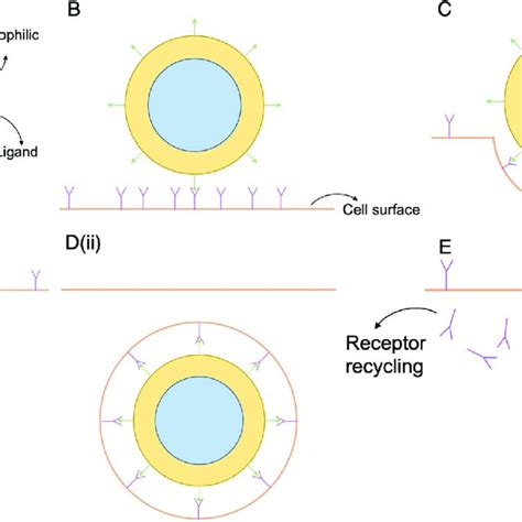 A Schematic Of The Ligand Receptor Binding Process And Internalisation Download Scientific
