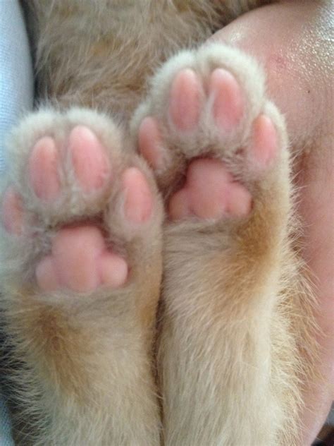 The Happygirl Happy Is Kitten Feet