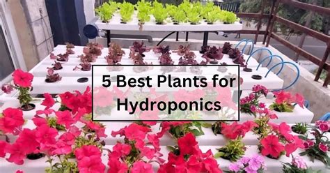 5 Best Plants For Your Hydroponic System Inhydro