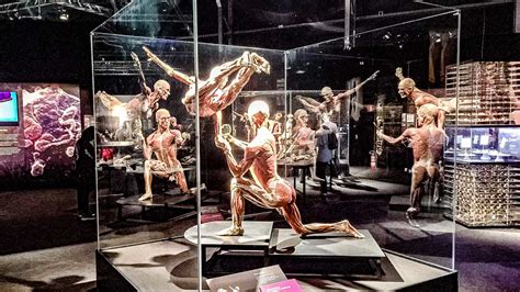 Body Worlds This Is What A Visit To The Human Body Exhibition Is Like