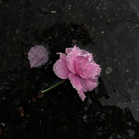 스푼 캐스트 Dj 딩 ̟⁀ 님의 백아 향기