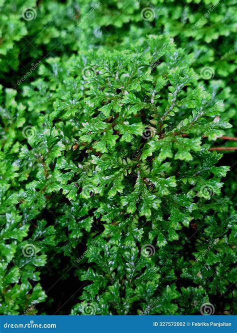 Selaginella Kraussiana Has Slender Stems With Pairs Of Dimorphic