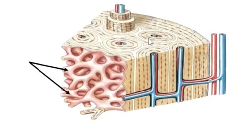 Cross Section Of Bone Diagram Quizlet