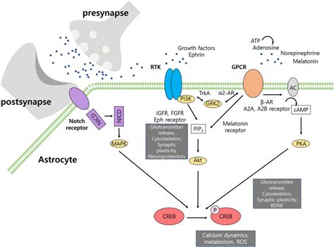 Frontiers Cyclic Amp Response Element Binding Protein Creb Transcription Factor In
