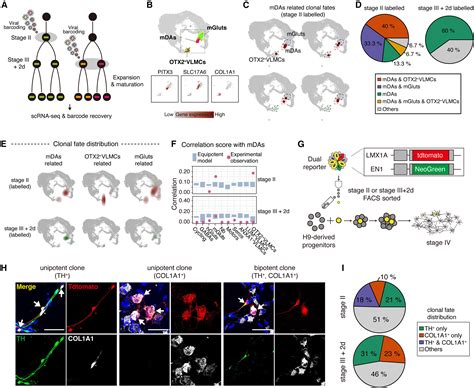 Mapping Of Clonal Lineages Across Developmental Stages In Human Neural Differentiation Cell
