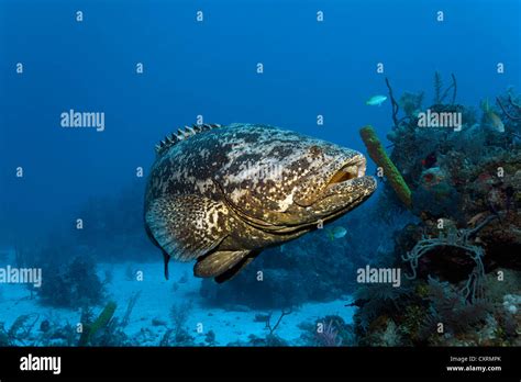 Giant Grouper Attack