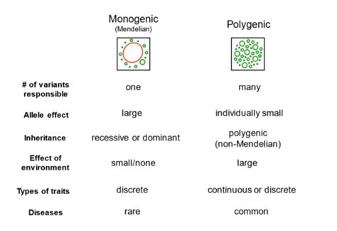 Polygenic Inheritance Examples