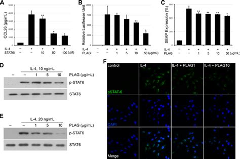 Plag Inhibits Il 4 Induced Stat6 Phosphorylation A Various
