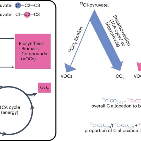 The C Cycle System As Represented In The Dalec Model Structure And Download Scientific Diagram