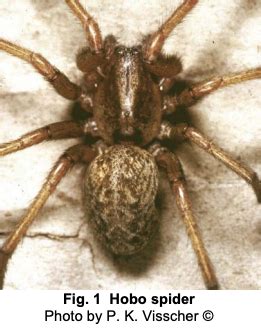 Female Hobo Spider Identification